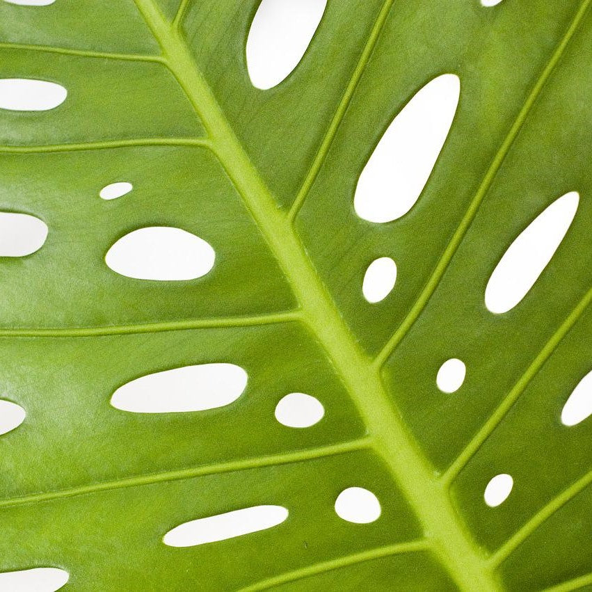 Entretien du monstera : Le guide pour en prendre soin – La Belle Bouse